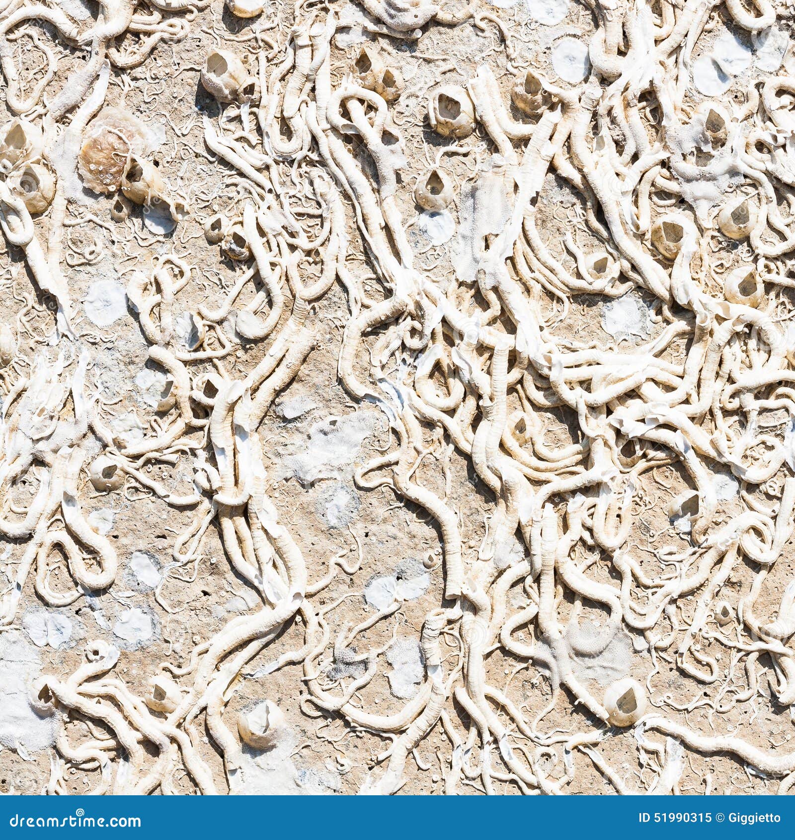 Encrustation Stock Photos - Download 138 Images