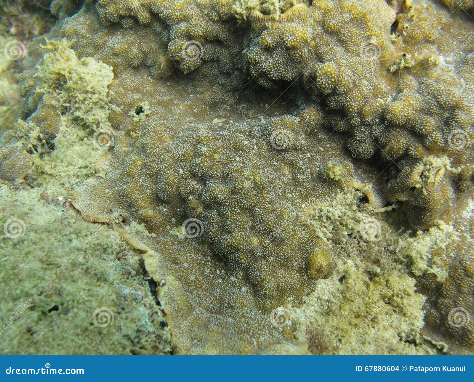 Encrusting Coral in the Tropical Stock Photo - Image of coral, beauty ...