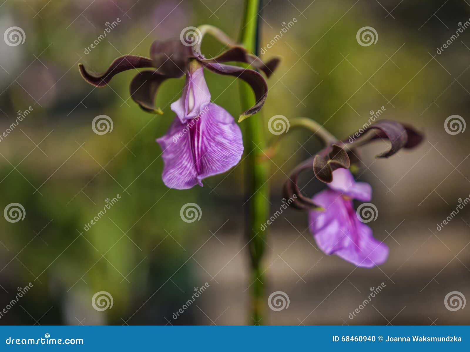 Encyclia cordigera Orchid stock photo. Image of tropical - 68460940