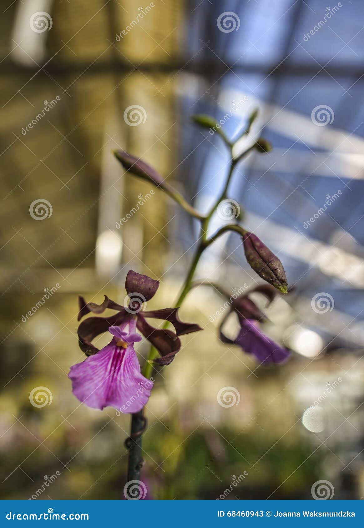 Encyclia cordigera Orchid stock image. Image of encyclia - 68460943
