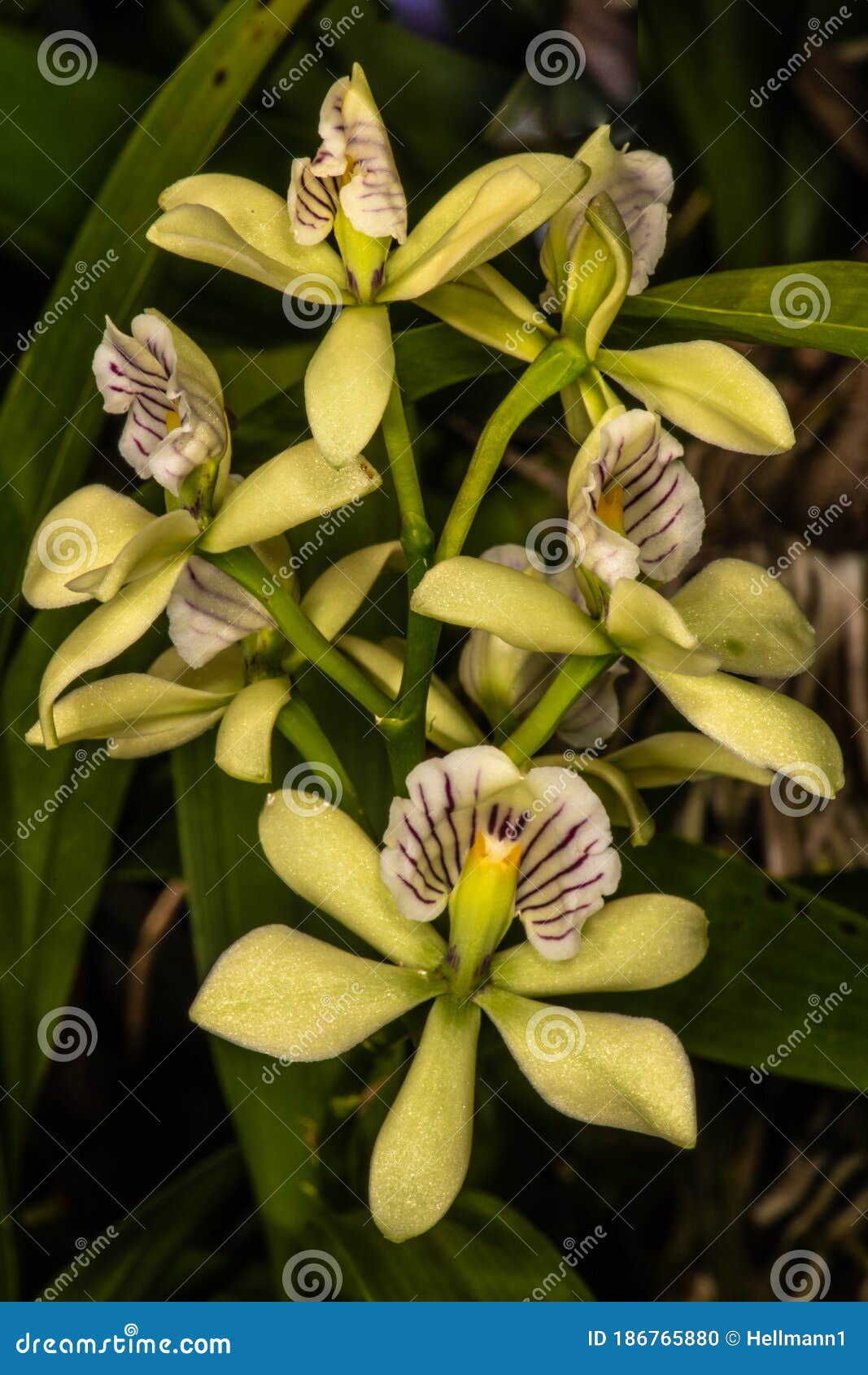 Encyclia Orchid stock photo. Image of white, blossom - 186765880
