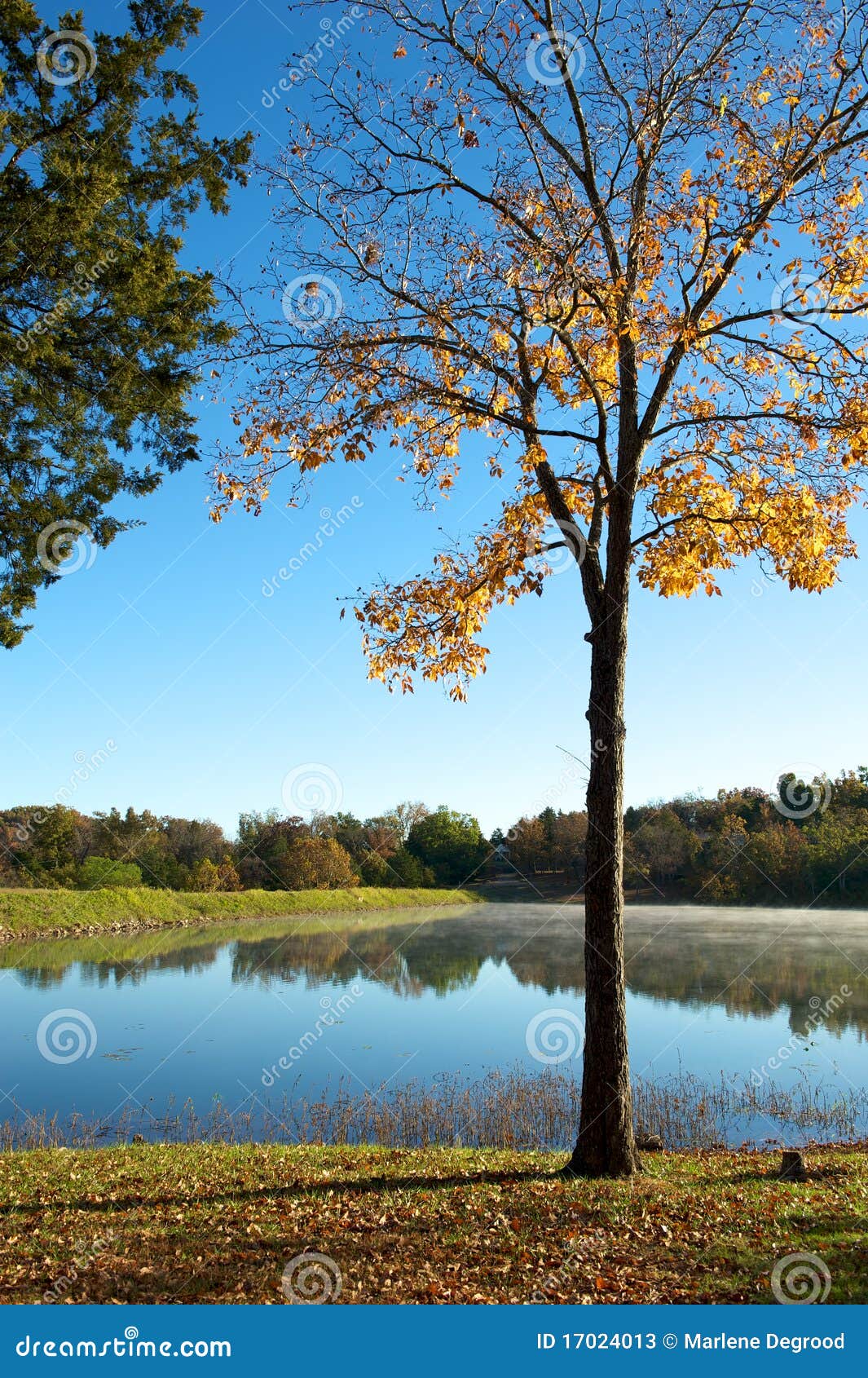 320 Leaves Falling Off Tree Stock Photos - Free & Royalty-Free Stock ...