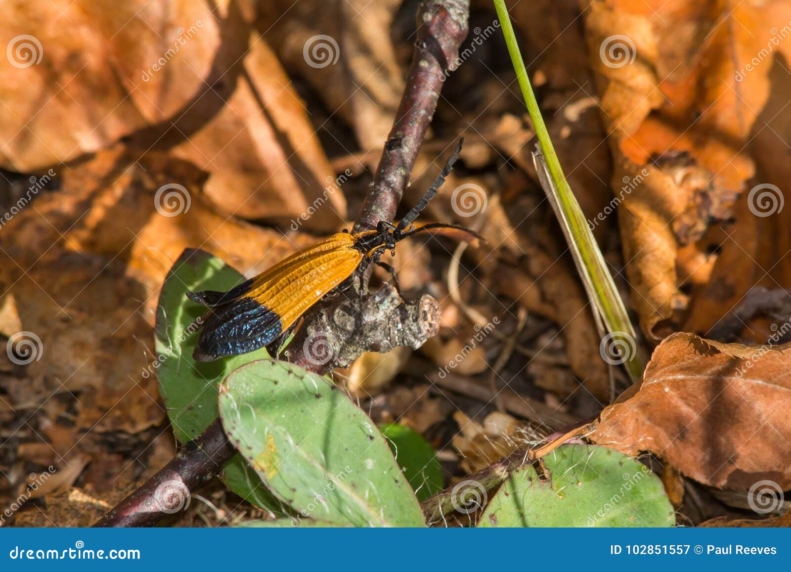 End Band Net-wing Beetle - Calopteron Terminale Stock Image - Image of ...