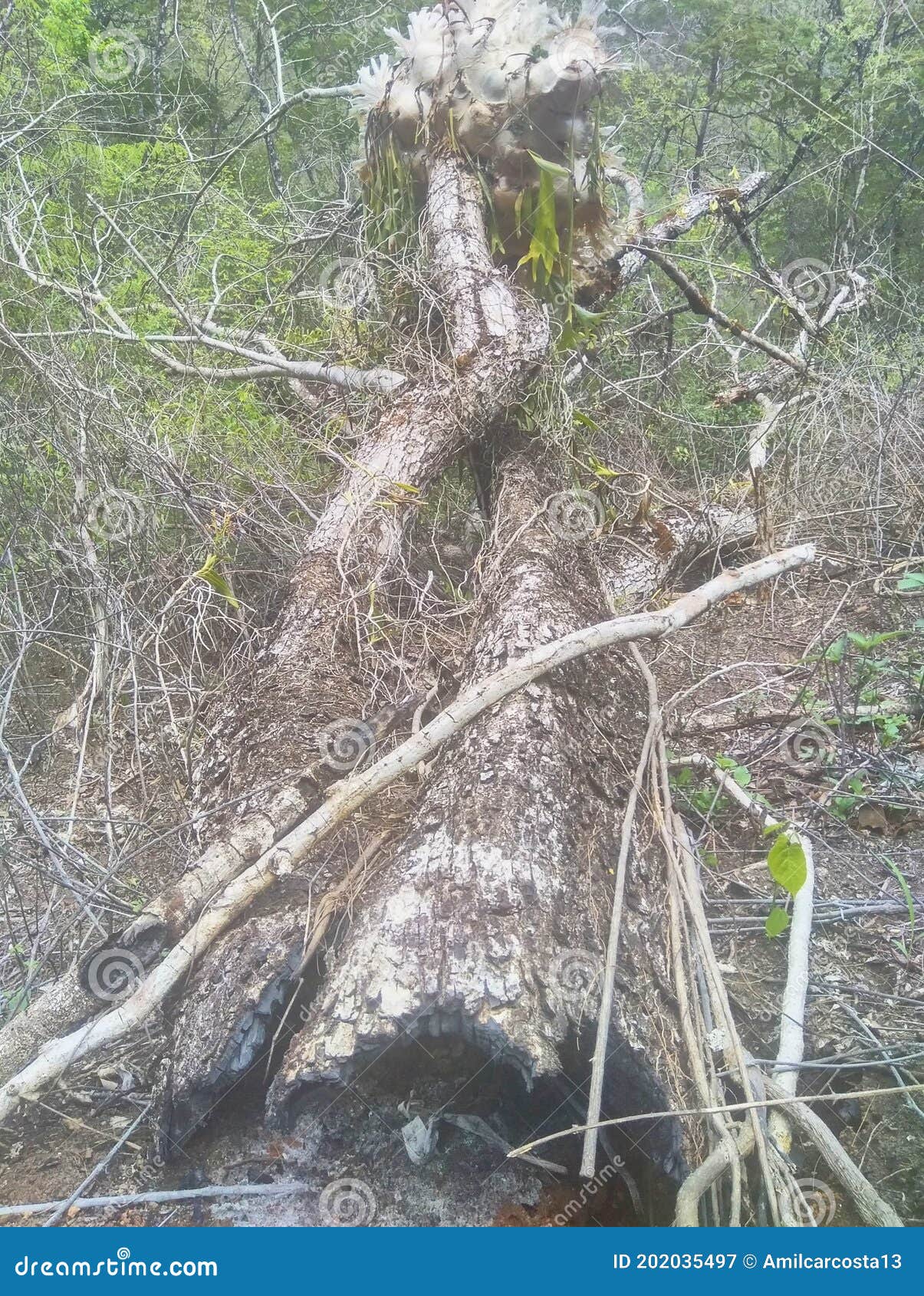 Burn Marks And Blisters Caused By A Lightning Strike Of A Juniper Tree ...