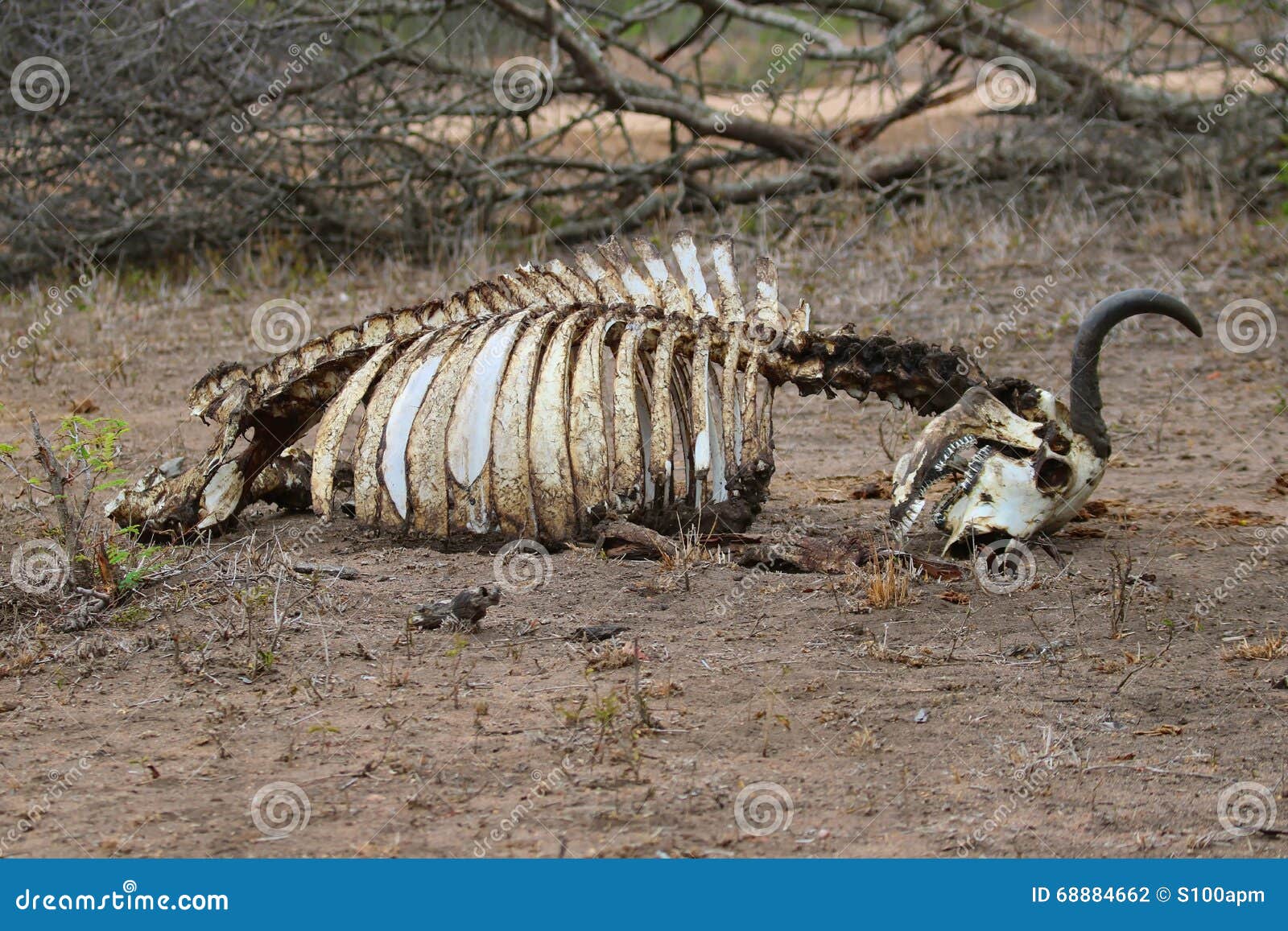 The end stock photo. Image of buffalo, bones, wild, skull - 68884662