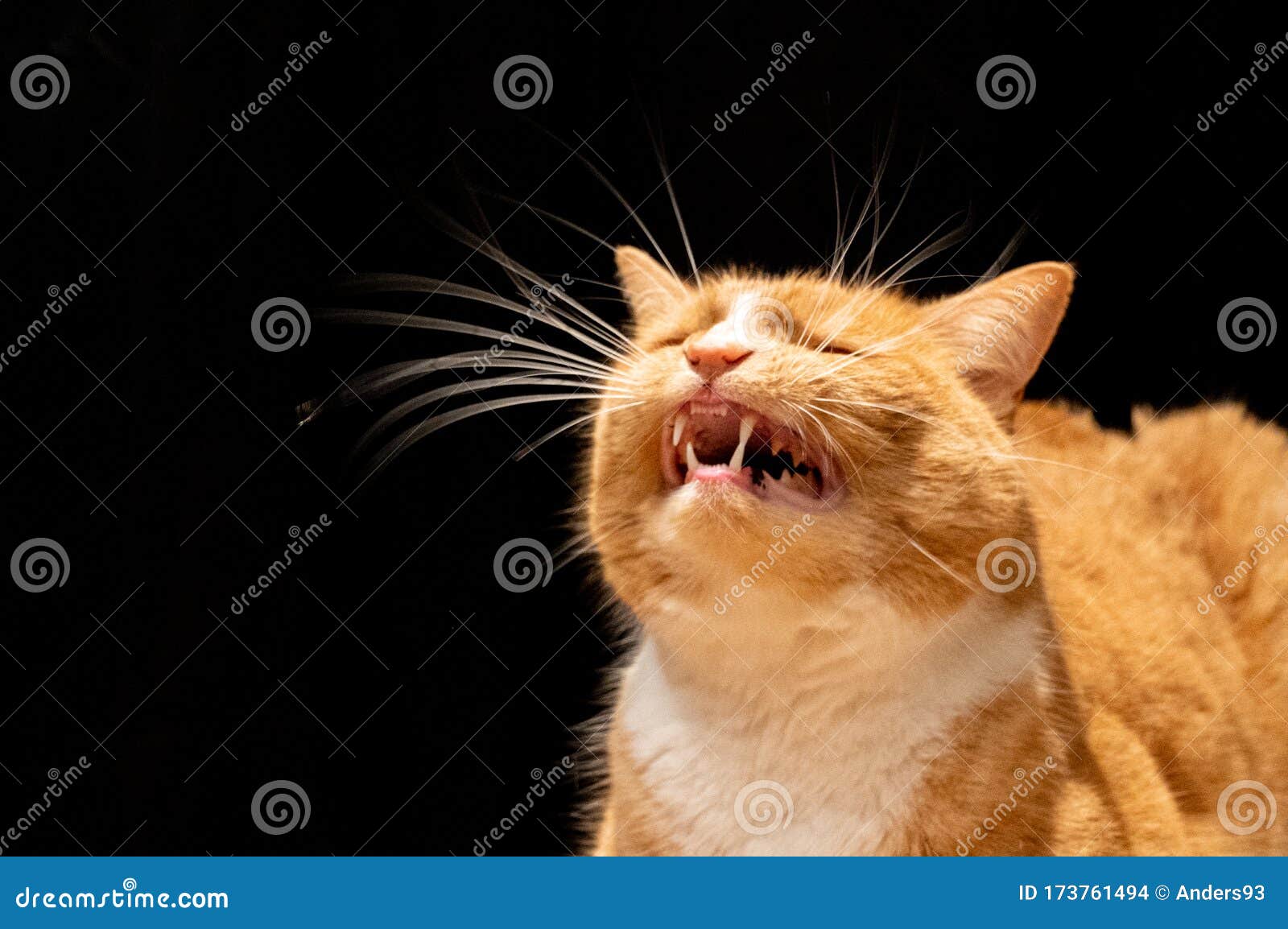 End of a cat yawn stock photo. Image of adorable, closeup - 173761494