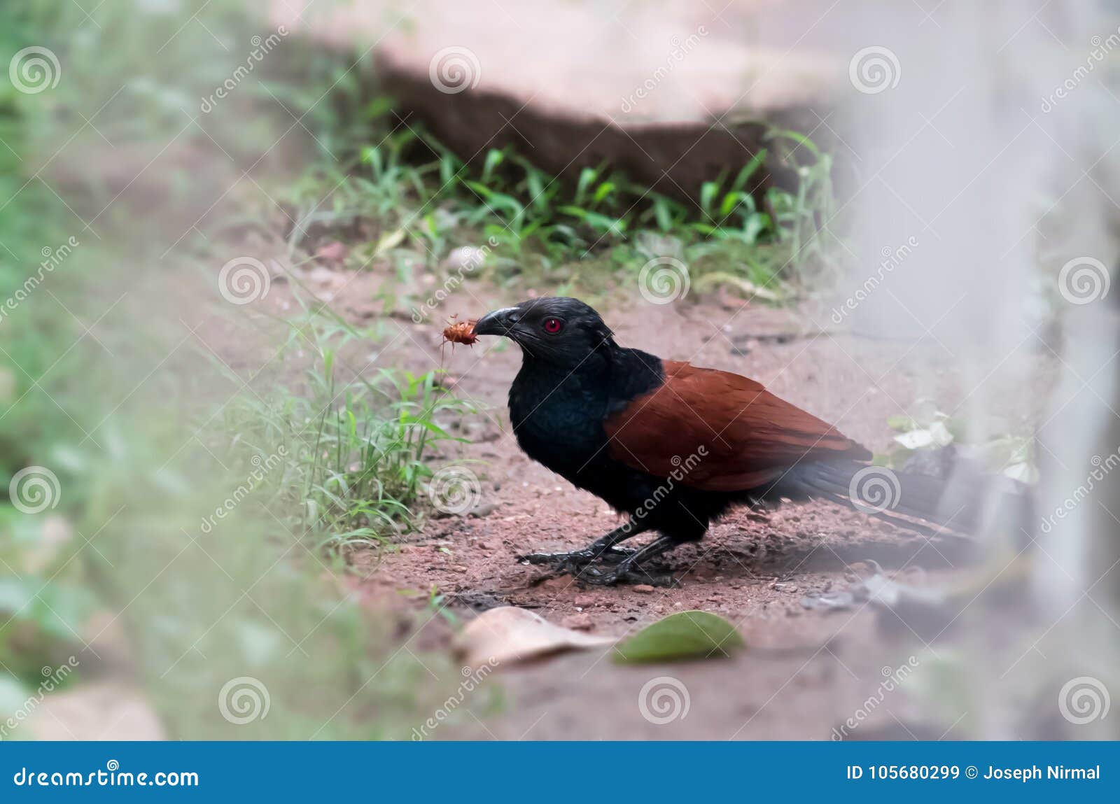 Death of a Cockroach in the Hands of Crowpheasant Stock Image - Image ...