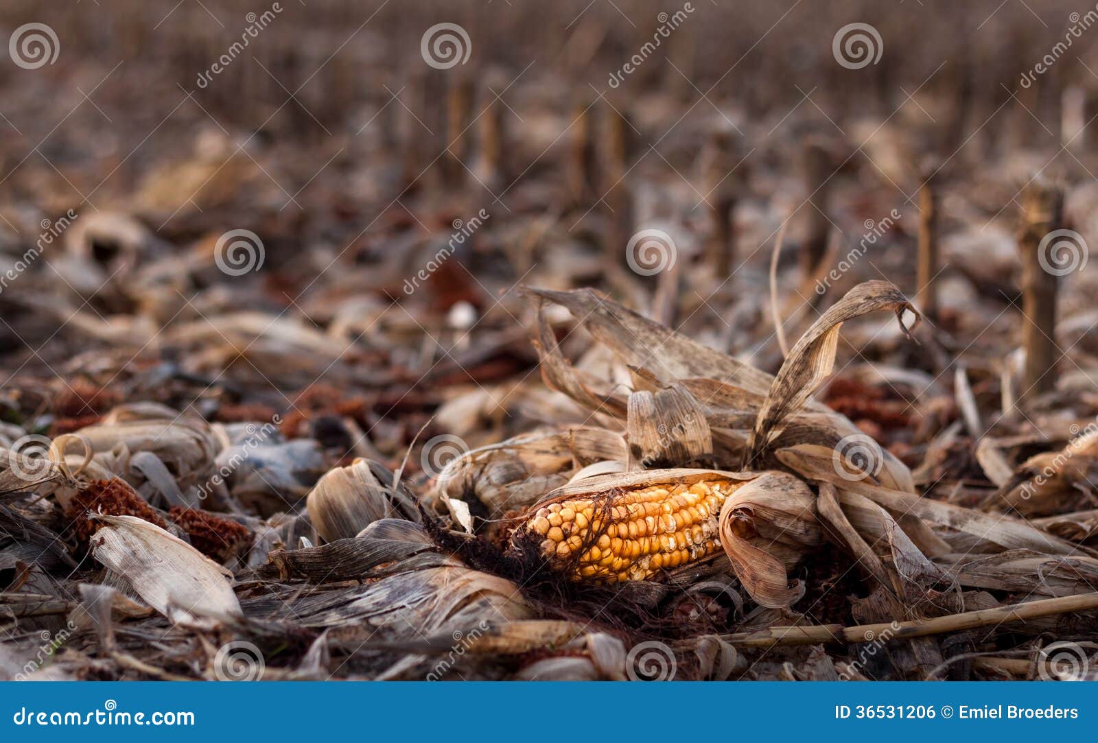 The End of Corn stock photo. Image of rural, outdoor - 36531206