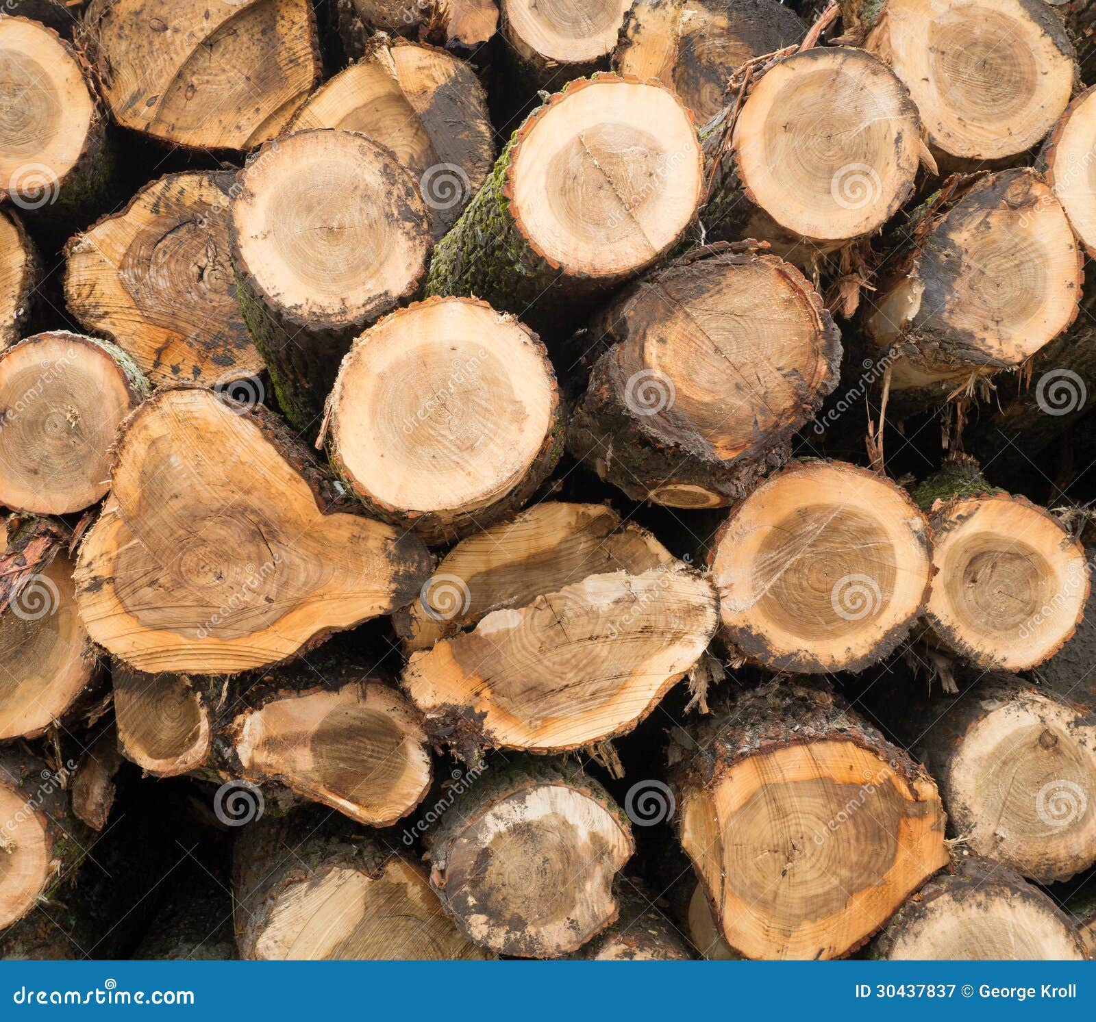 End Cut Logs Stock Photos - Download 213 Images