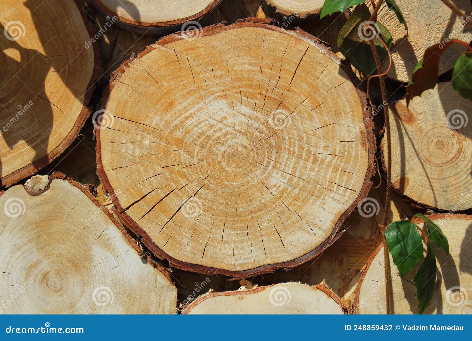 End Cuts of Trees with Growth Rings the Form of a Wall for the ...