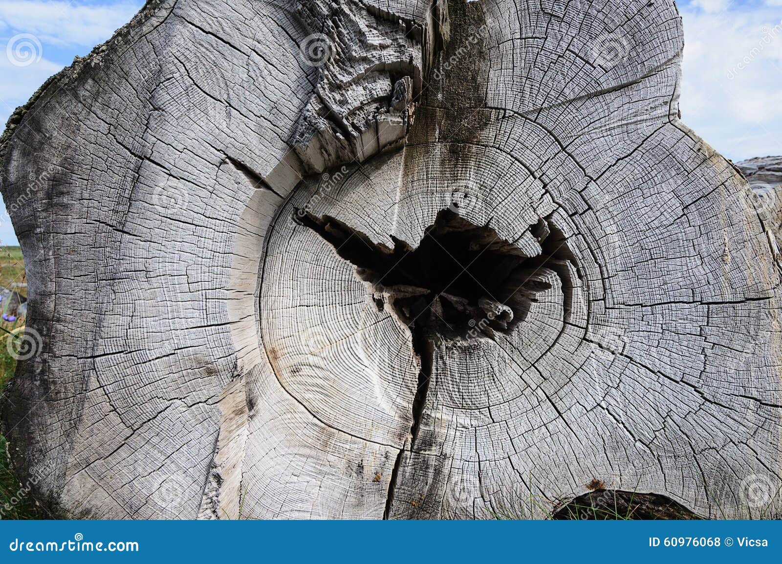 End Face of the Old Big Log Stock Photo - Image of crumbling, decay ...