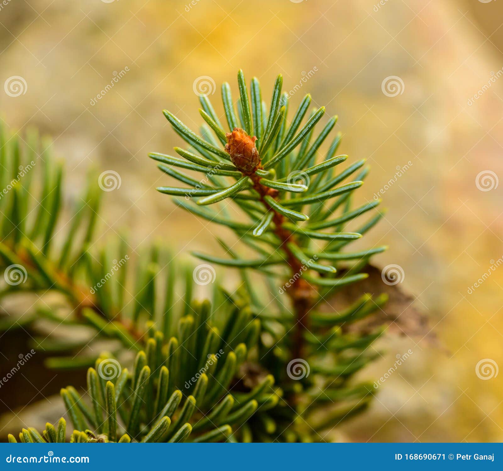 End of Fir Tree Twig with Needles Stock Image - Image of decor, fresh ...