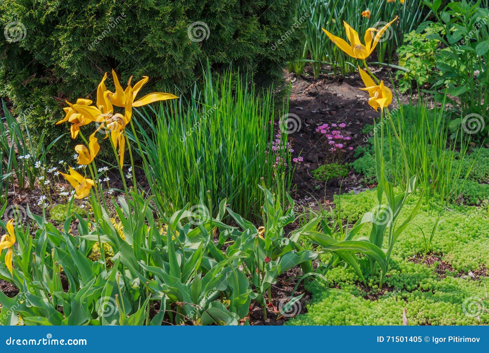 End of Flowering Yellow Tulips Stock Image - Image of faded, bush: 71501405
