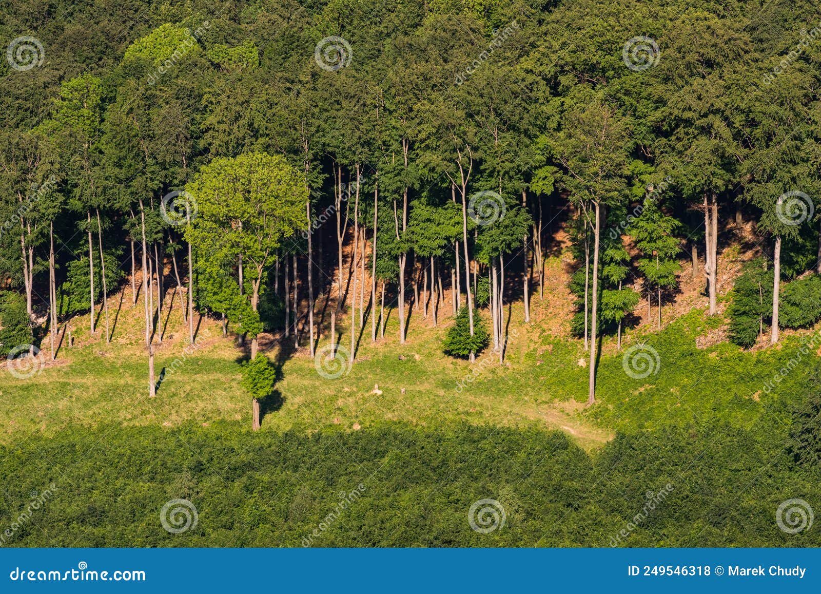 At the end of the forest stock photo. Image of view - 249546318