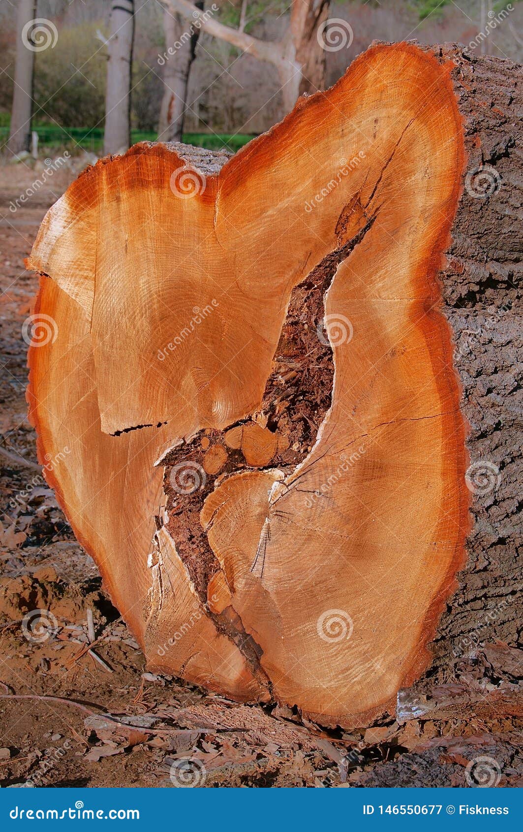 Cross Section of a Huge Pine Tree Stock Image - Image of slab ...