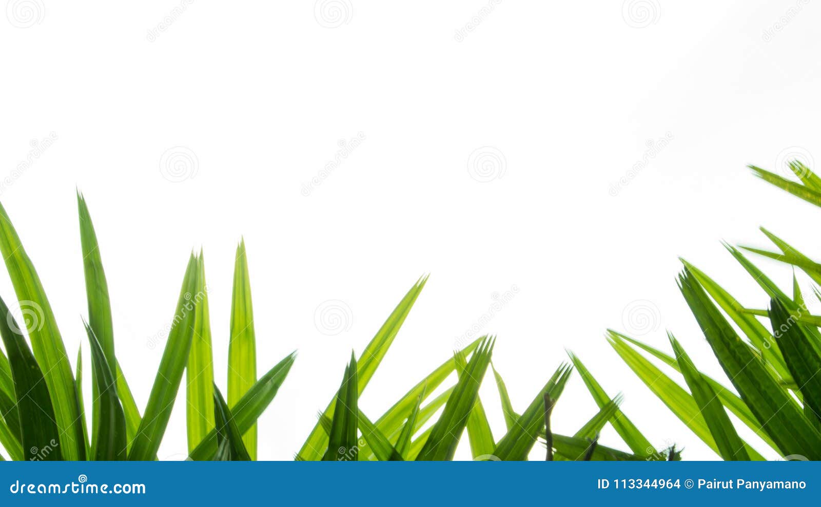 End of Leaf stock photo. Image of color, garden, frame - 113344964