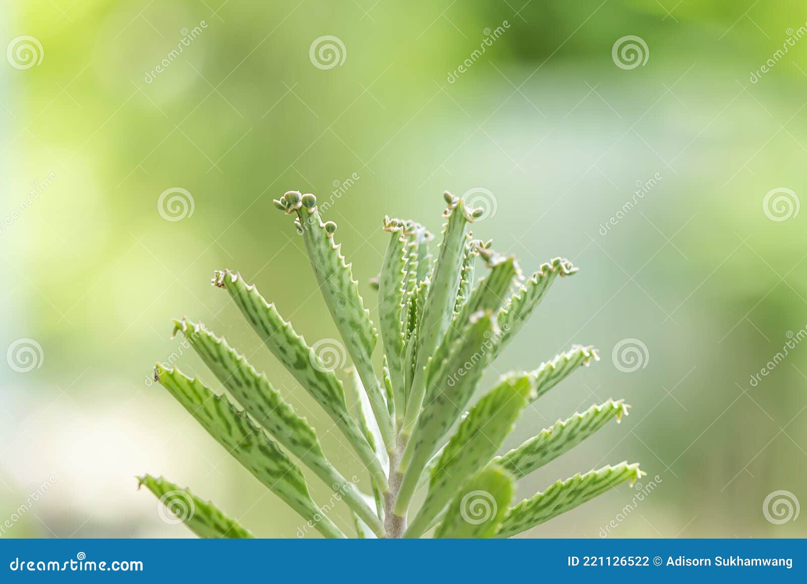 At the End of the Leaf There is a Sprout Stock Photo - Image of plant ...