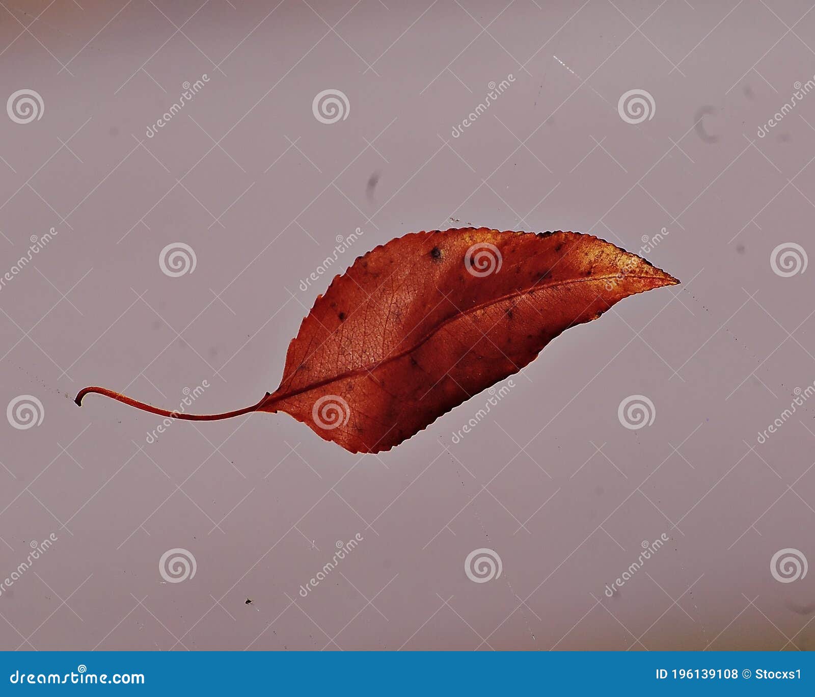Life Of A Leaf. Timeline On Leaf Royalty-Free Stock Image ...