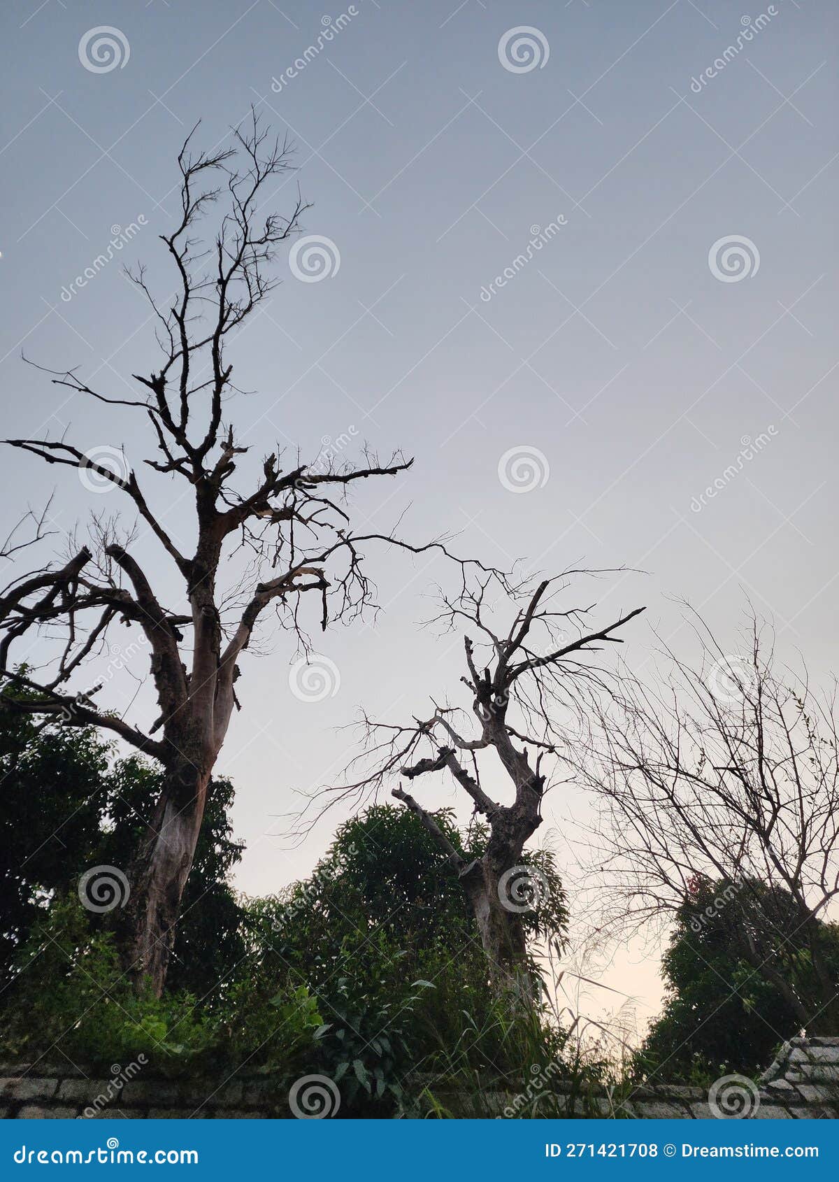 End of life with trees stock photo. Image of morning - 271421708