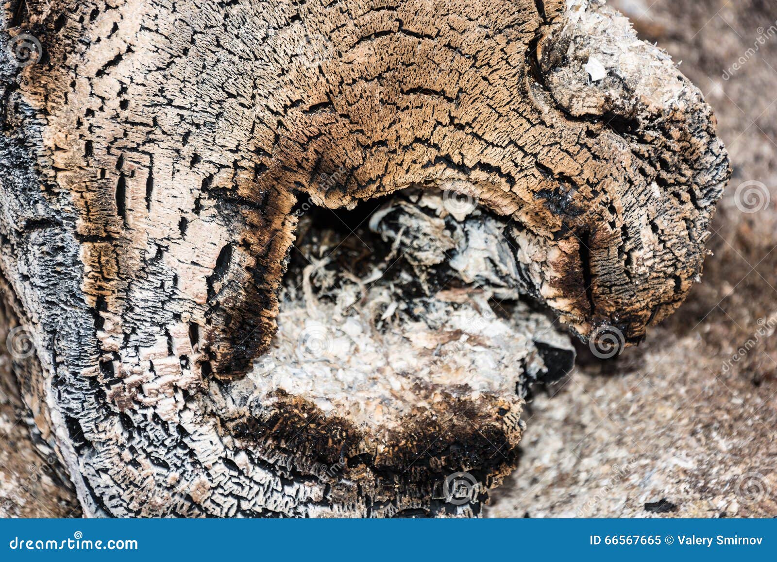 The End of a Log Burnt To Cinders. Stock Image - Image of close ...