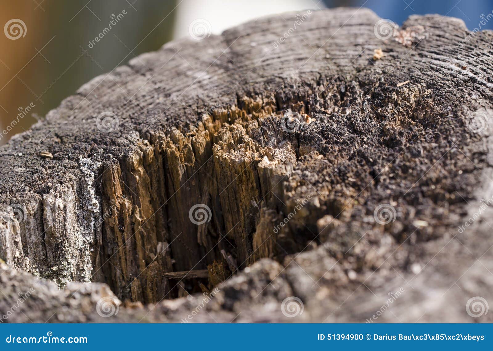 End of log. stock photo. Image of rotten, close, wooden - 51394900