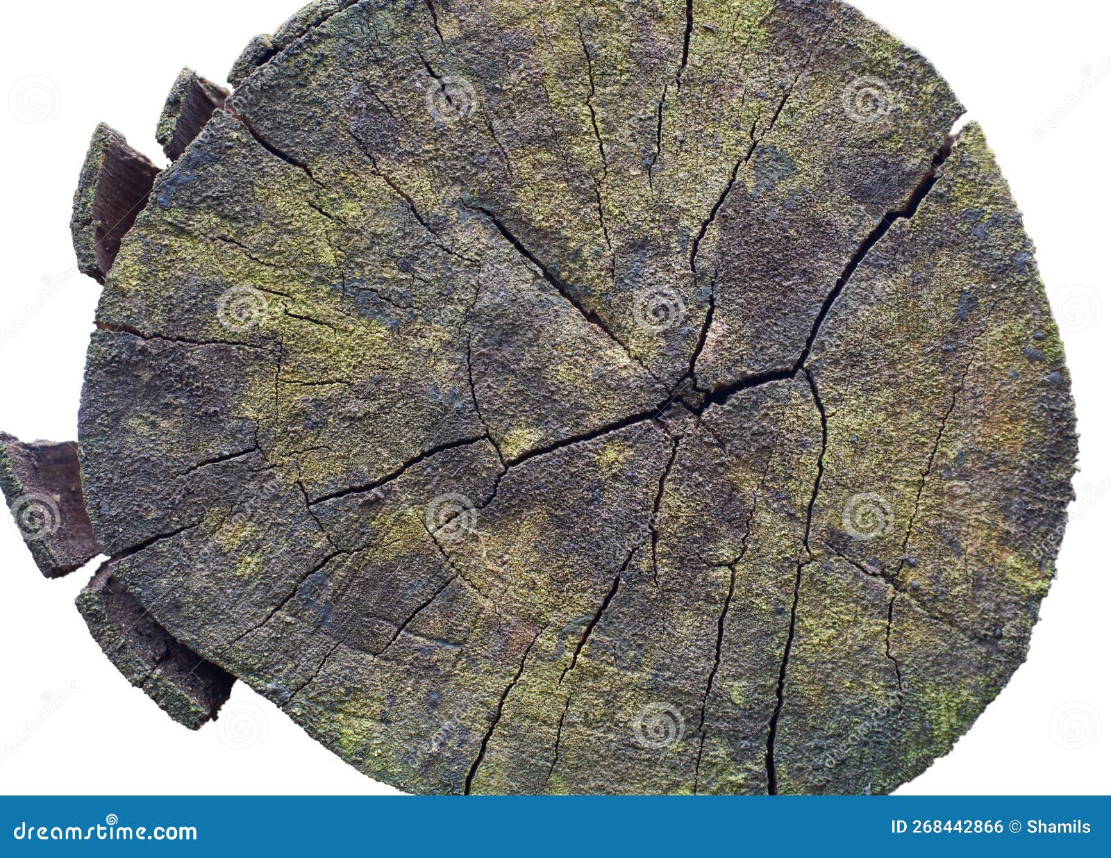 End of an Old Log Surface with Cracks on White Stock Photo - Image of ...