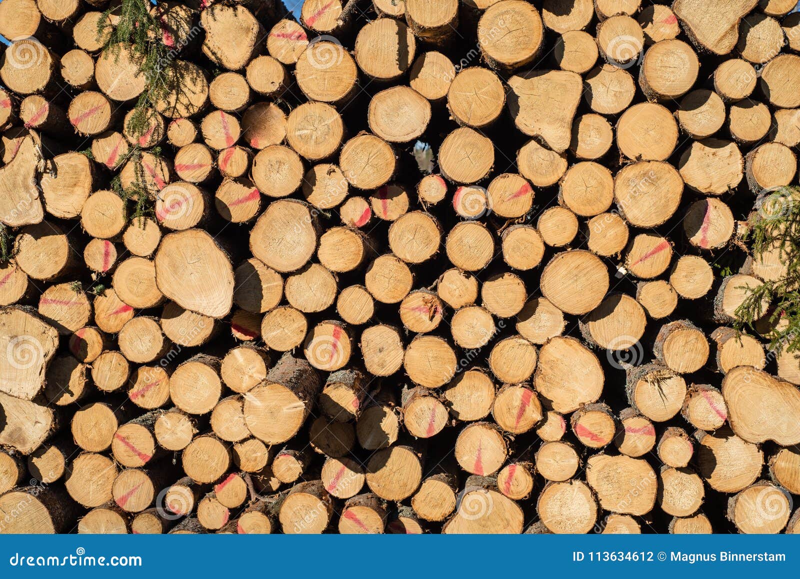 Closeup of a Stack of Timber in Bright Sunshine Stock Photo - Image of ...