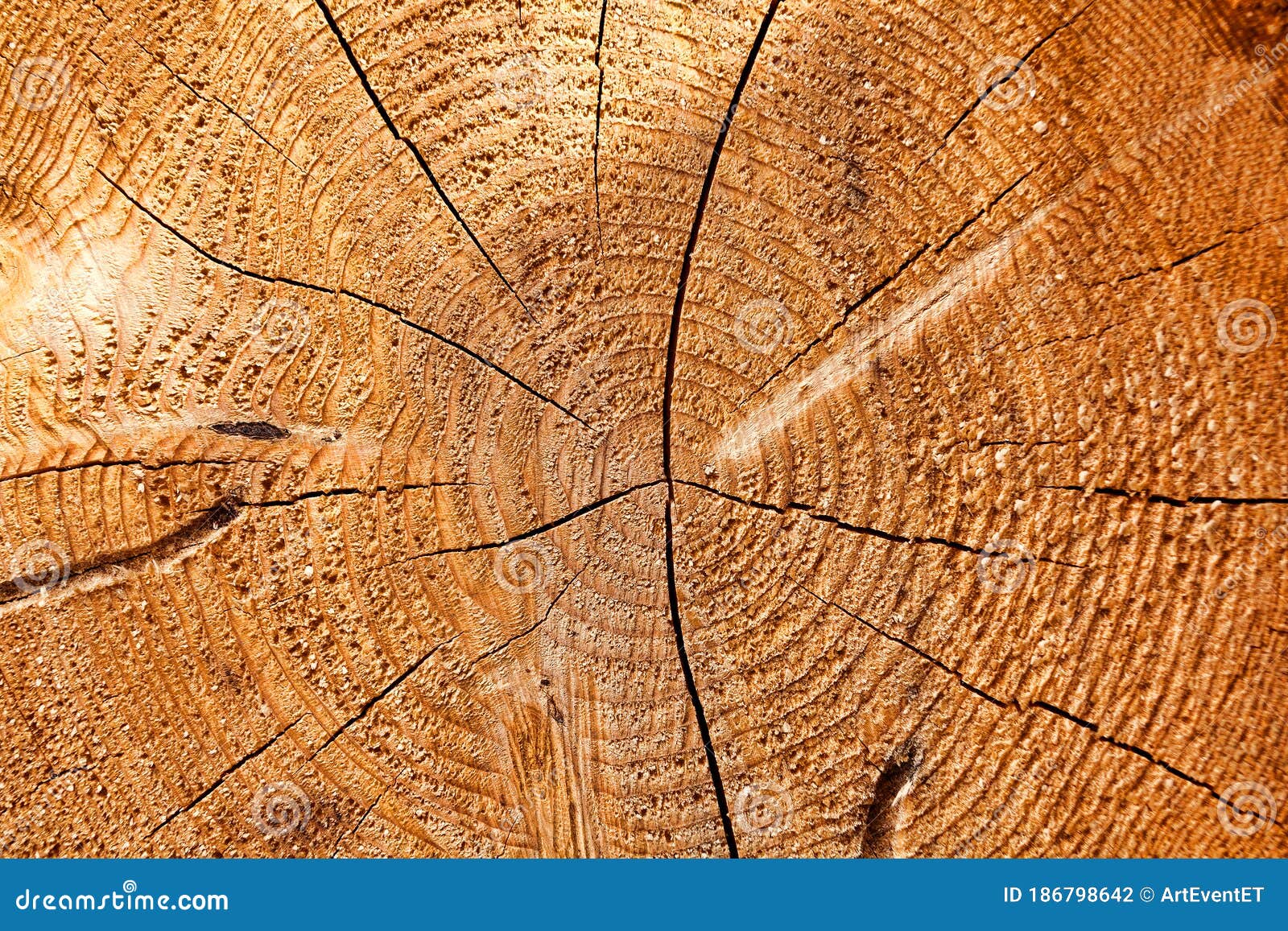 The End of Pine Log with Cracks Stock Photo - Image of rough, damaged ...