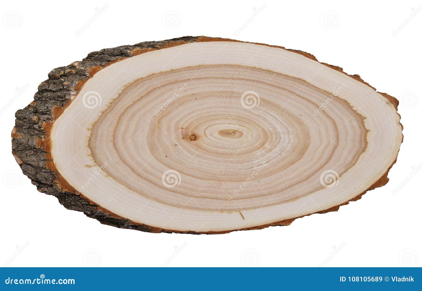 End saw cut tree trunk stock image. Image of wood, tree - 108105689