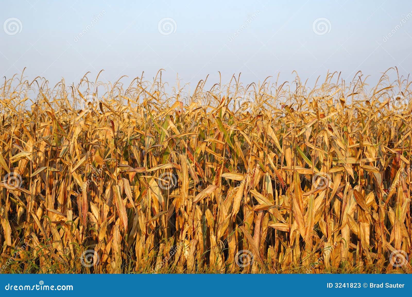 End-of-Season Field Corn stock image. Image of production - 3241823