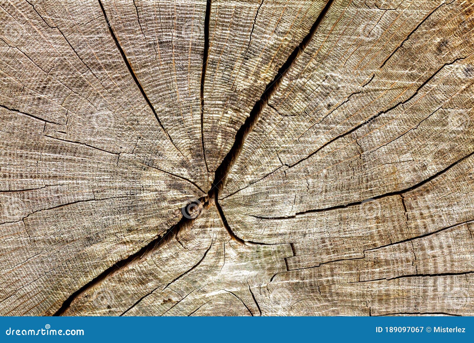 End Section of Cut Tree Trunk Background, Texture Stock Image - Image ...