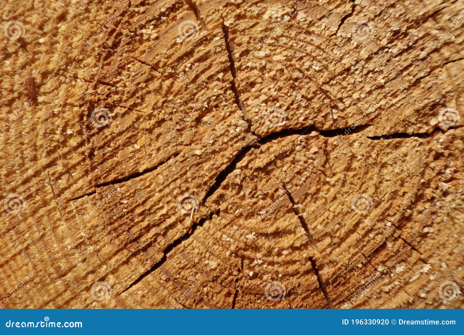 The End Side of the Tree. Sawed Log Texture Stock Photo - Image of ...