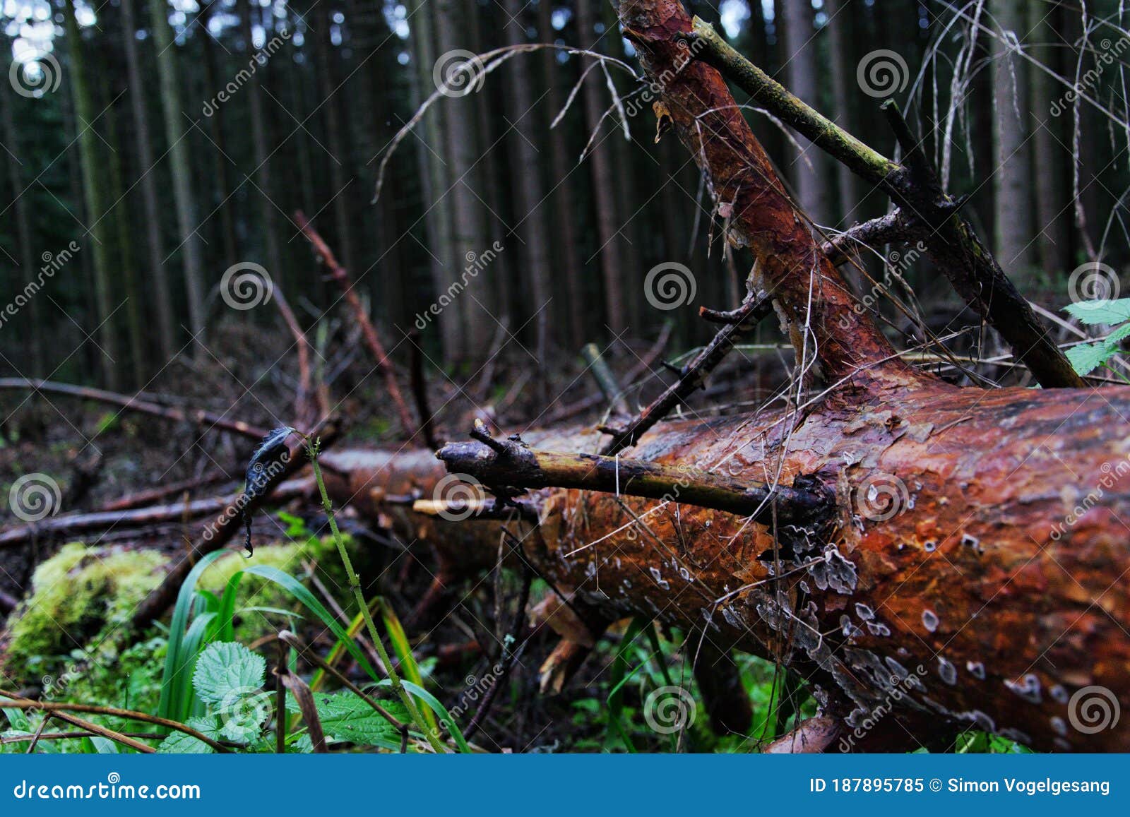 The end of some trees stock image. Image of flower, invertebrate ...