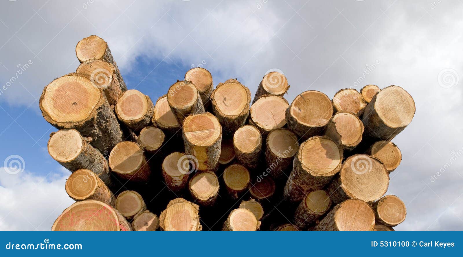 End of tree logs stock photo. Image of clouds, long, trees - 5310100