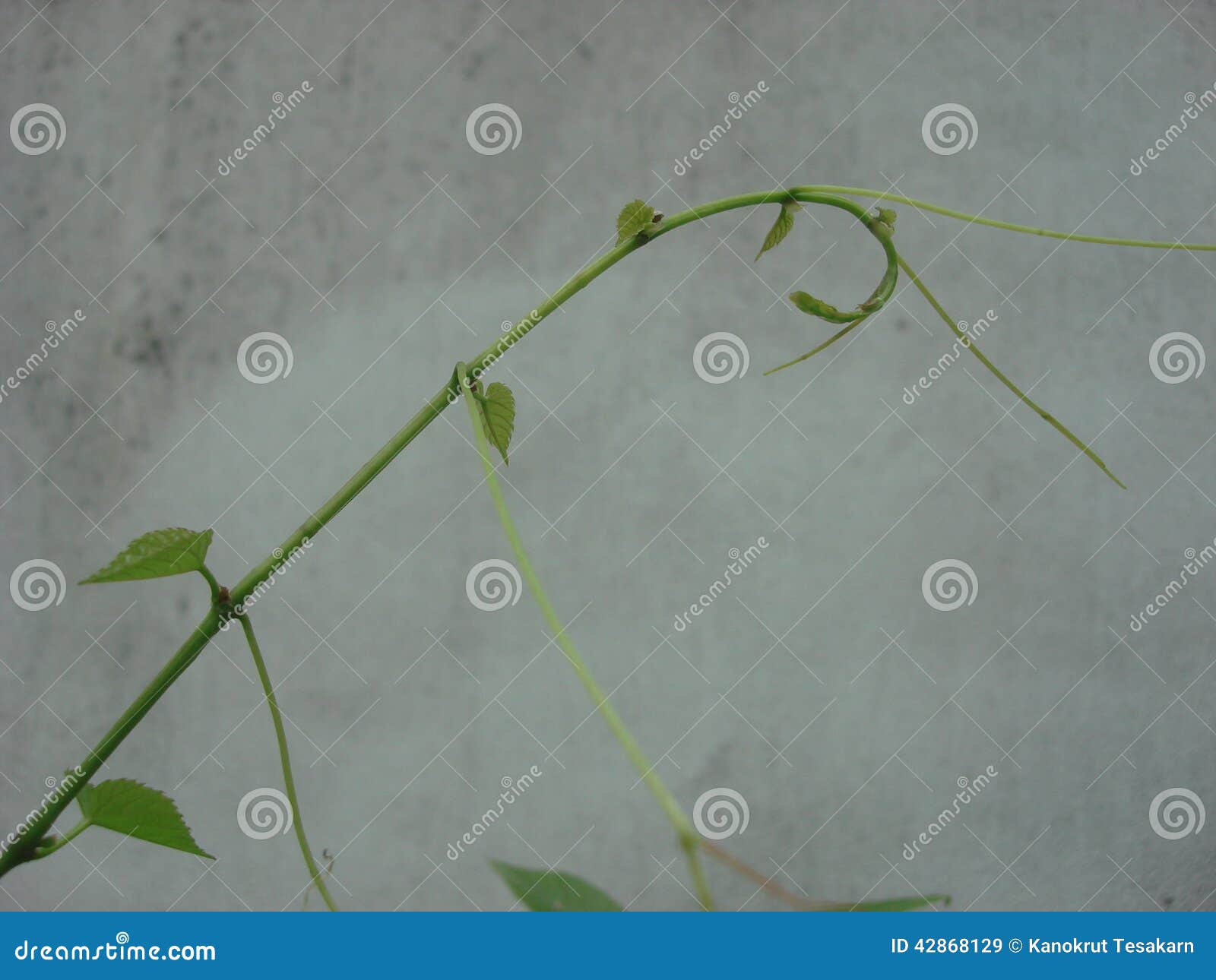 End of the vine stock image. Image of clear, vine, simple - 42868129