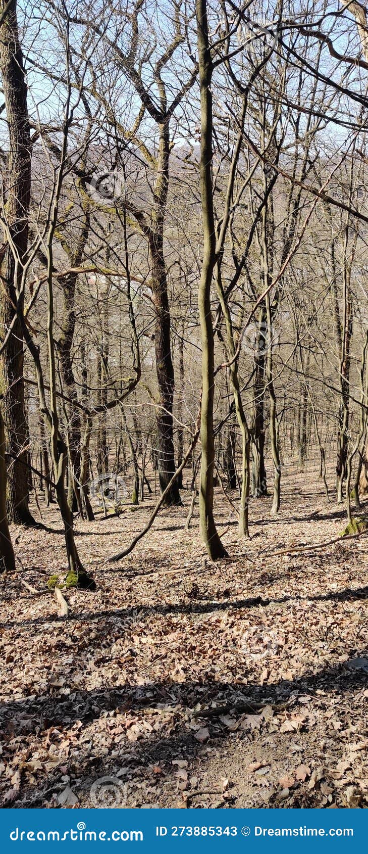 The End of Winter and the Beginning of Spring in the Forest Stock Image ...