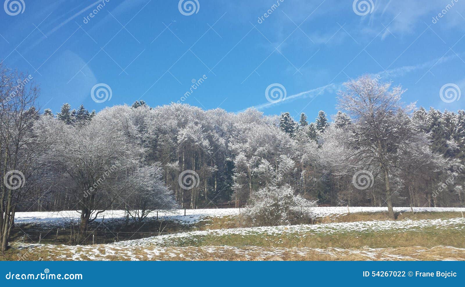 Spring Melting Snowy Forest Stock Photo - Image of plant, blue: 54267022