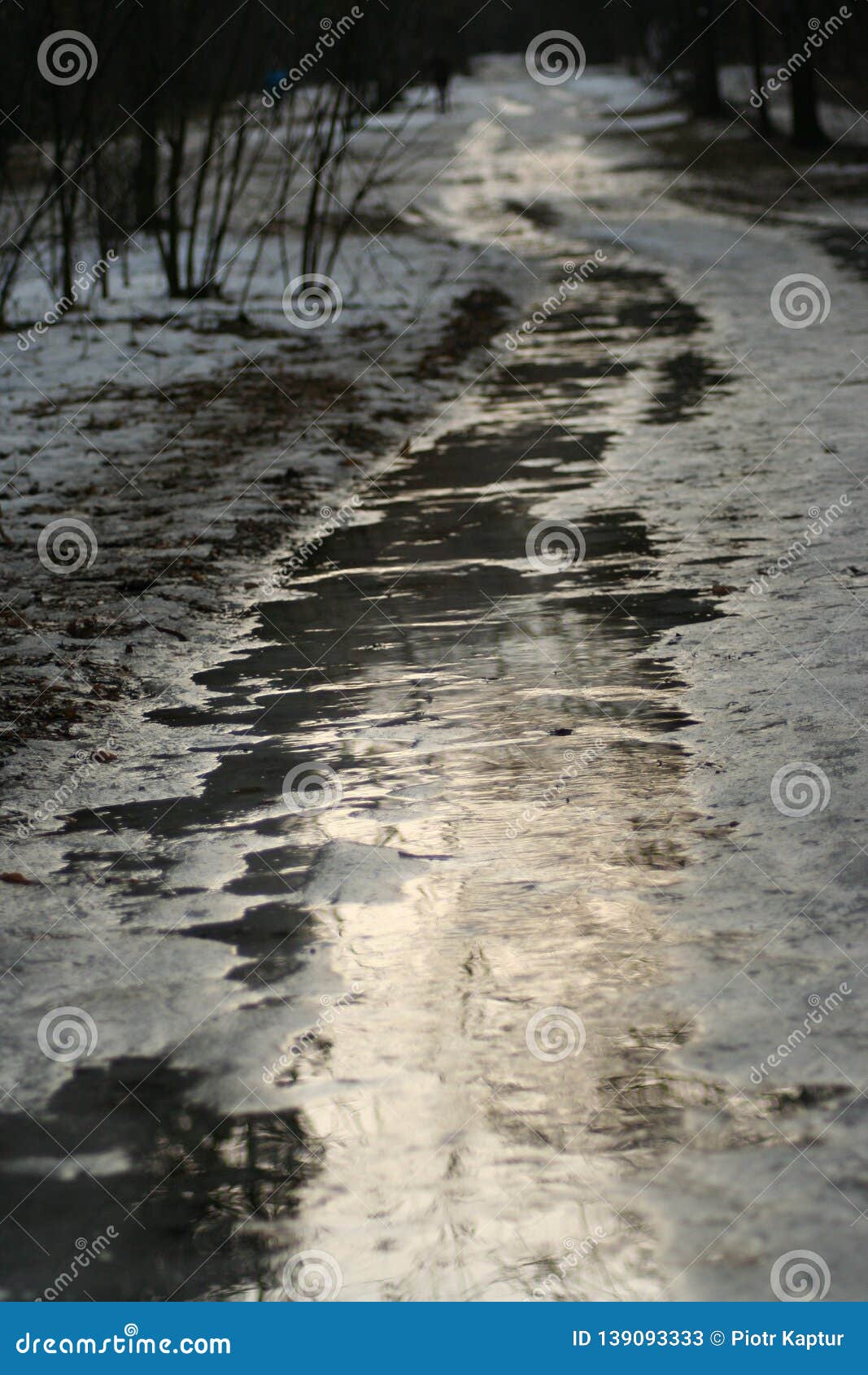 The End of Winter and Melting Snow. Stock Image - Image of life, forest ...