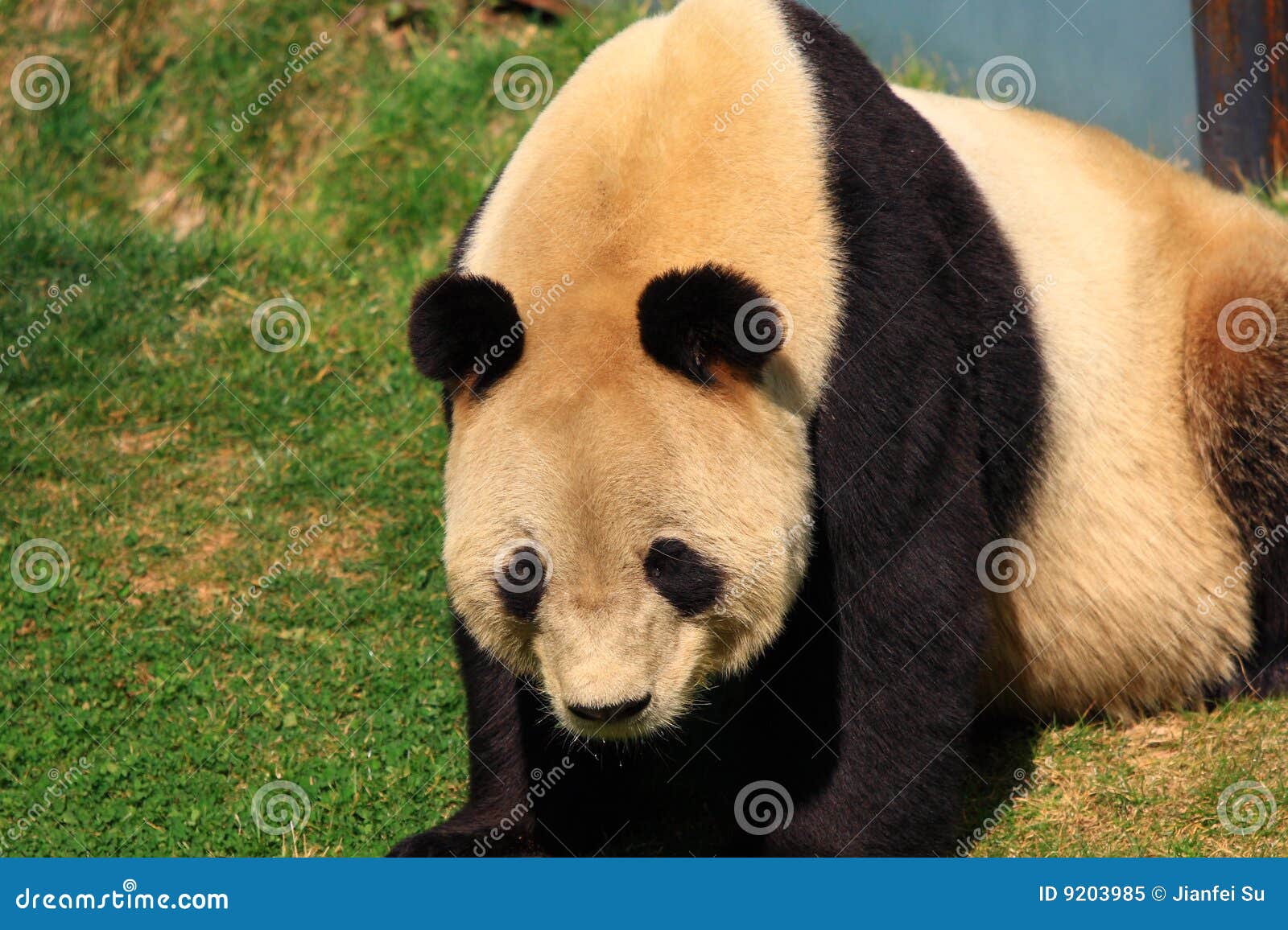 Endangered Animal Giant Panda Stock Image - Image of biting, large: 9203985