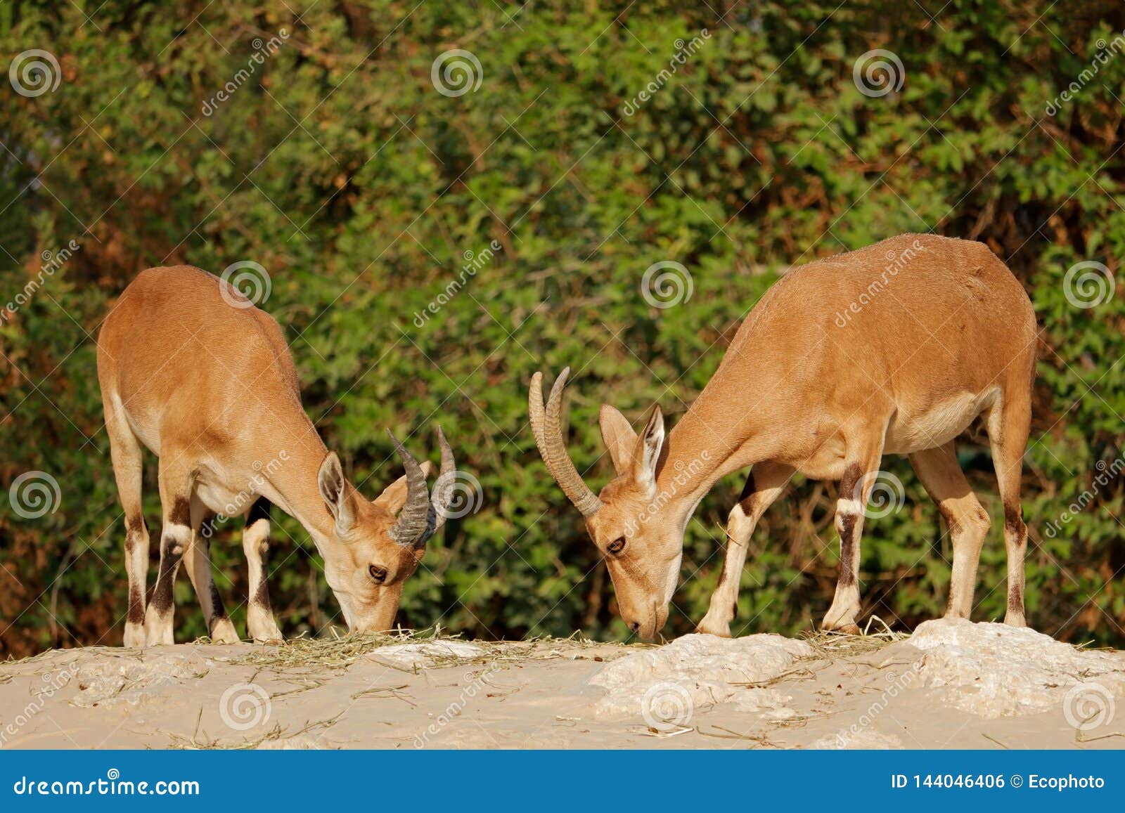 Endangered Arabian Tahrs - Arabian Peninsula Stock Photo - Image of ...