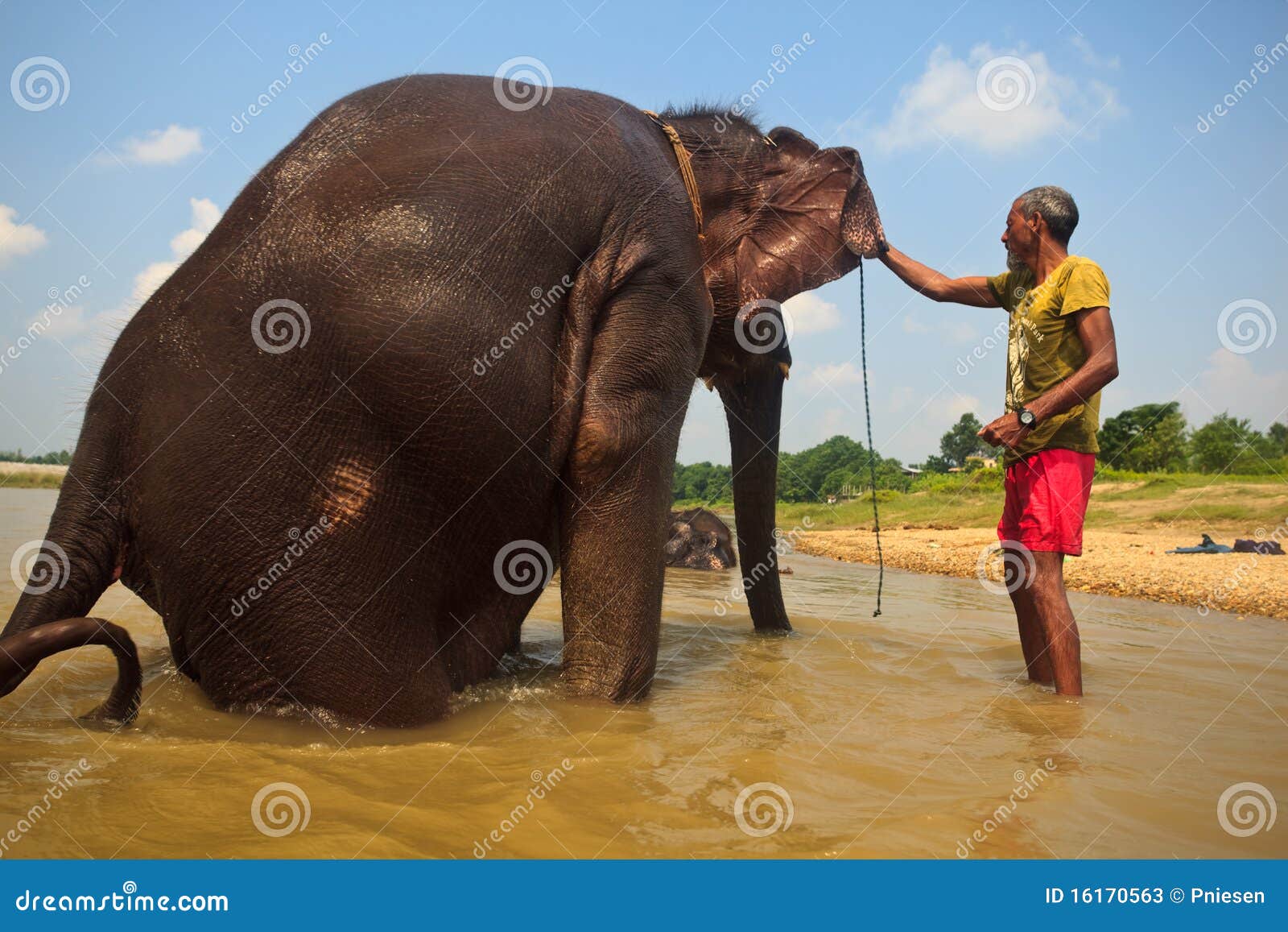 Endangered Asian Elephant Getting Ears Washed Editorial Stock Photo ...