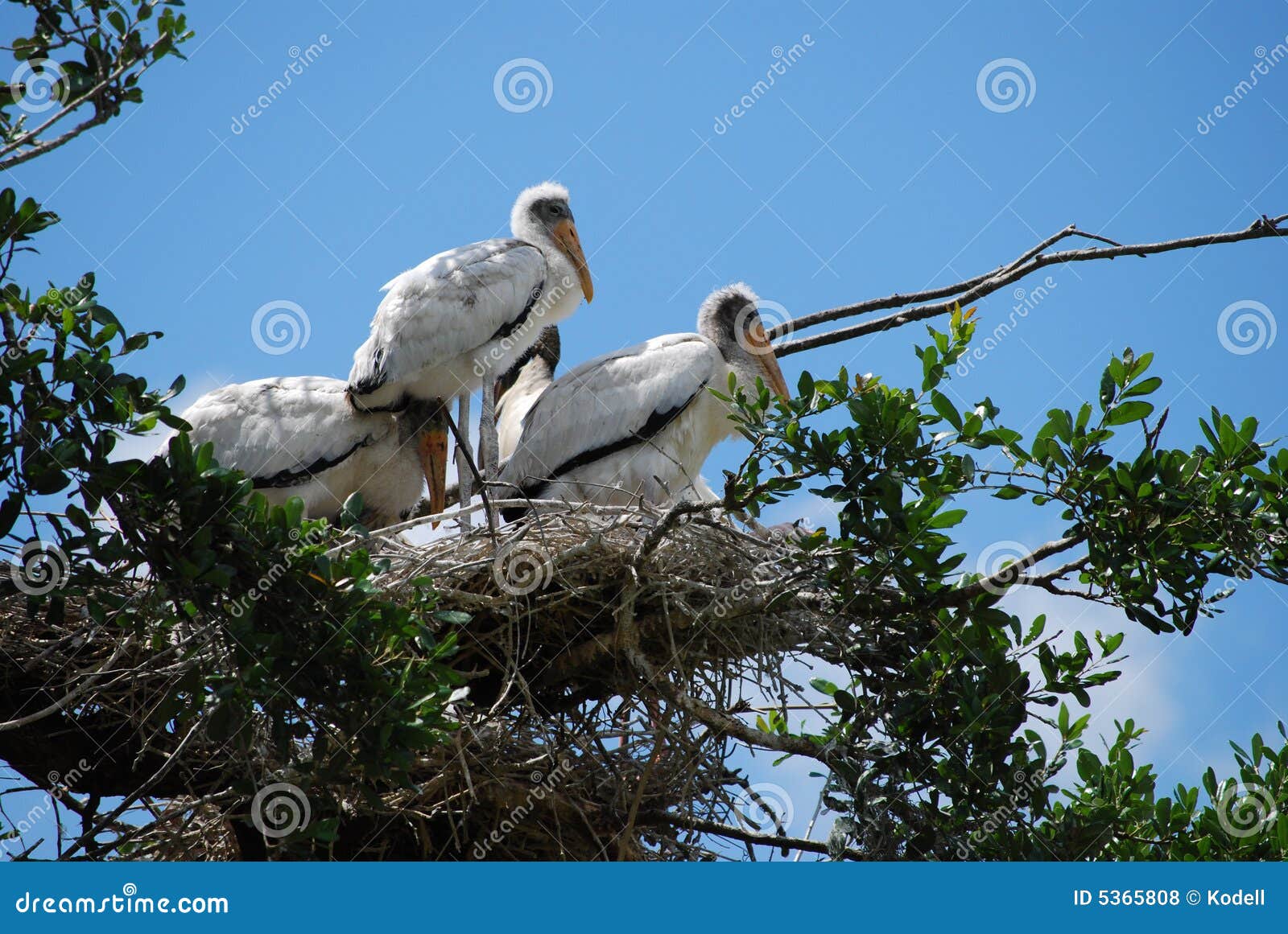 Endangered Baby Wood Storks Stock Photo - Image of protection, immature ...