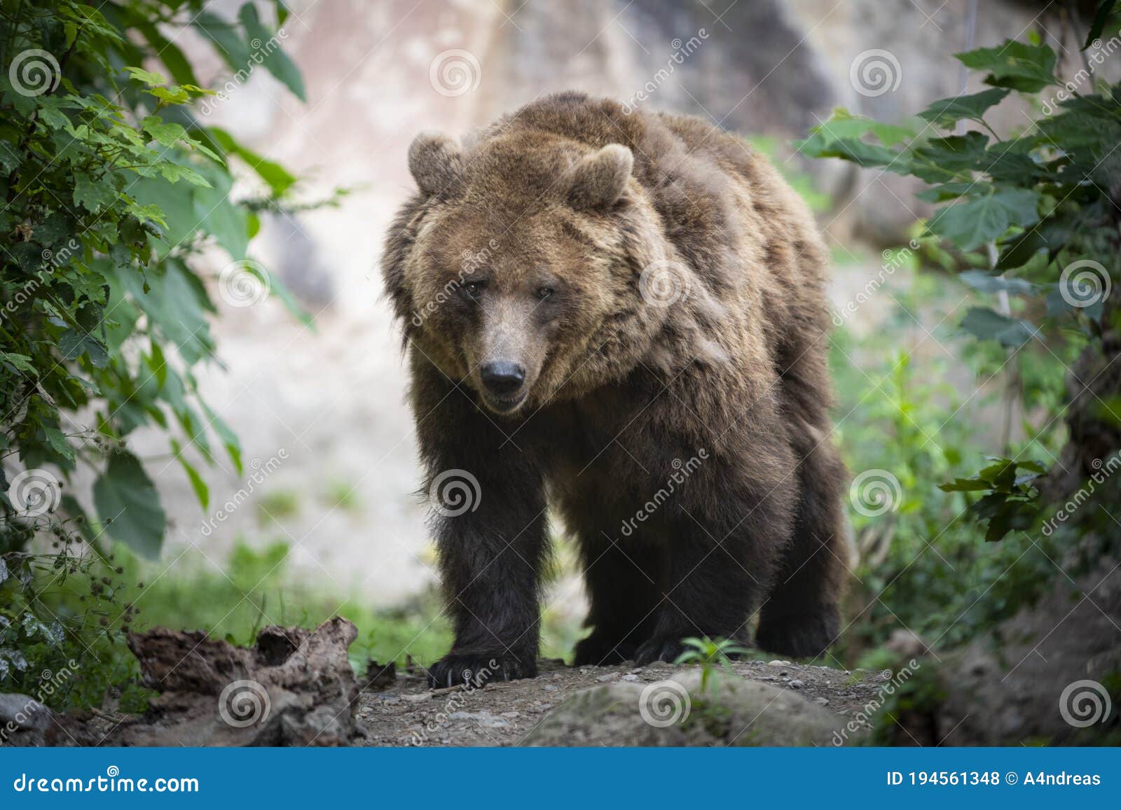Endangered brown bear stock photo. Image of natural - 194561348