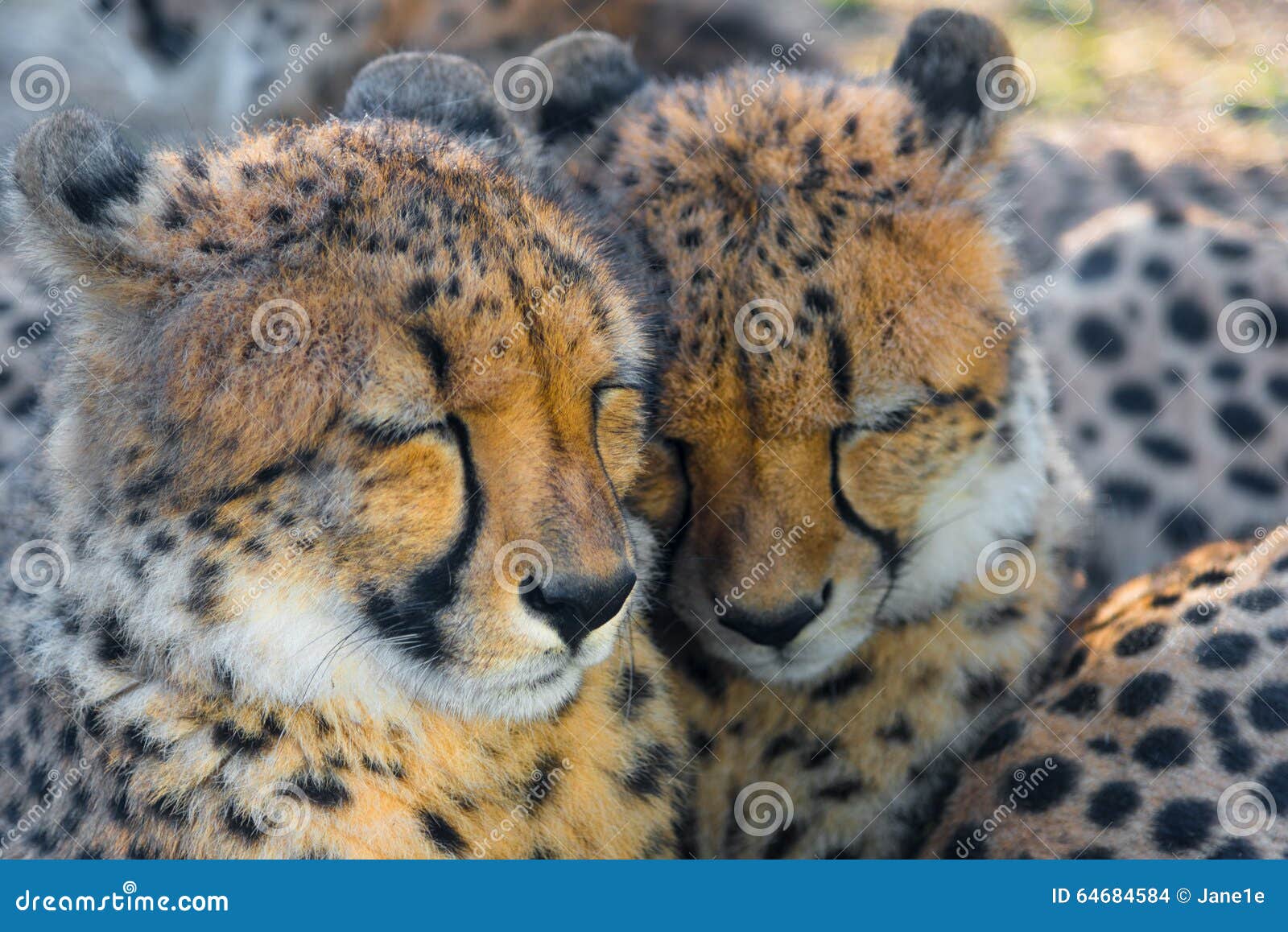 Endangered Cheetah Cubs Sleeping Stock Photo - Image of baby, pattern ...