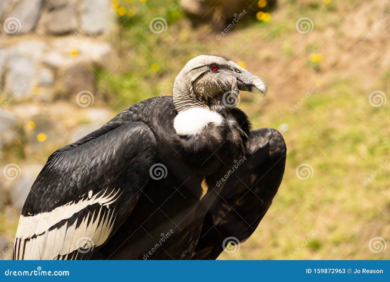 Endangered Condor Ecuador stock image. Image of isolated - 159872963