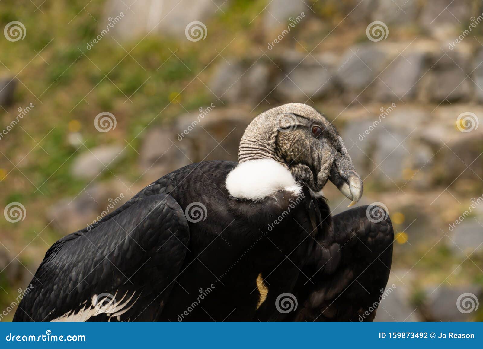 Endangered Condor Ecuador stock photo. Image of black - 159873492