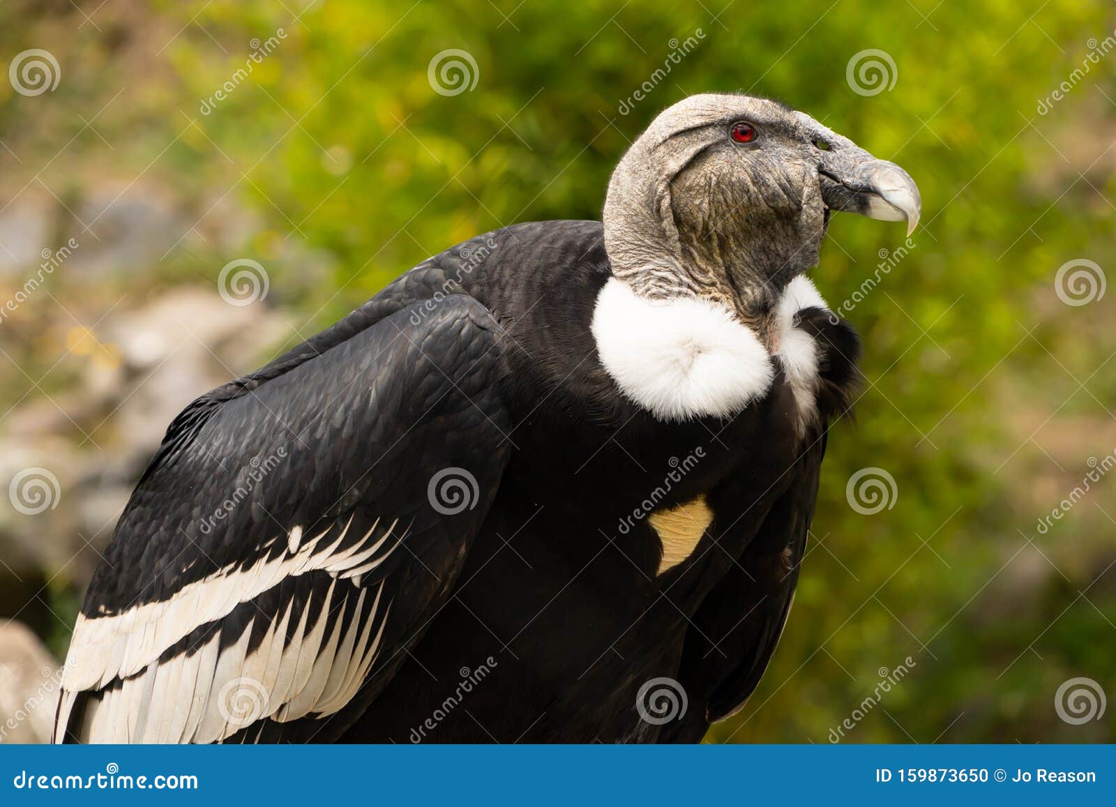 Endangered Condor Ecuador stock photo. Image of flying - 159873650