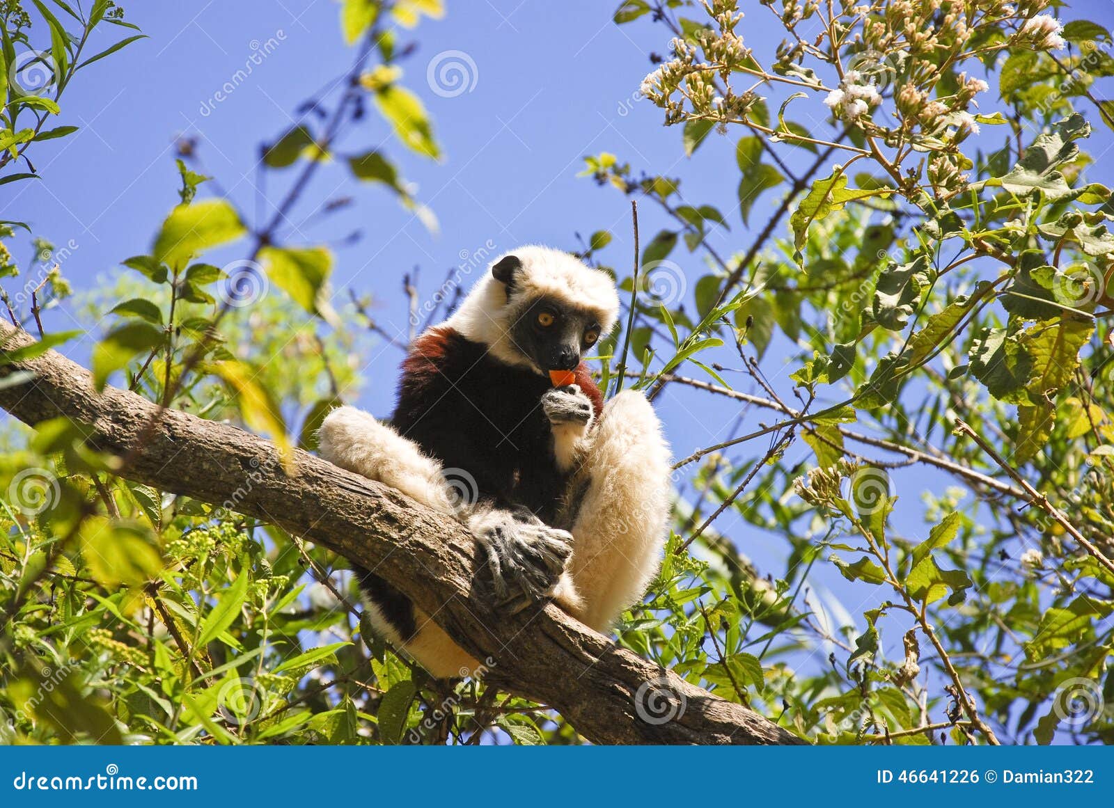 Sifaka Lemur, Silky Sifaka Propithecus Candidus, Madagascar Royalty ...