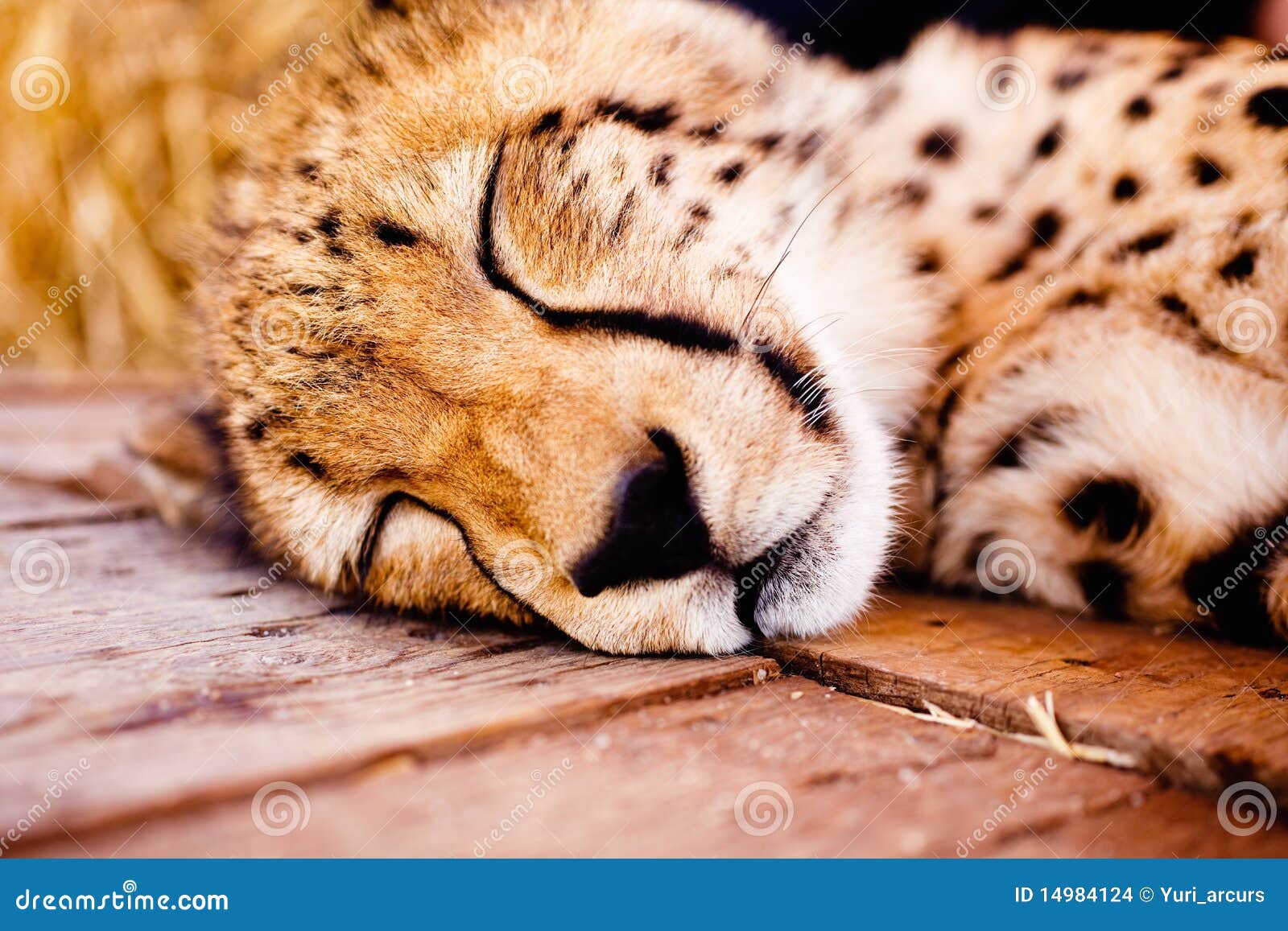 Endangered - Cute Baby Cheetah Resting Stock Photo - Image of cute ...