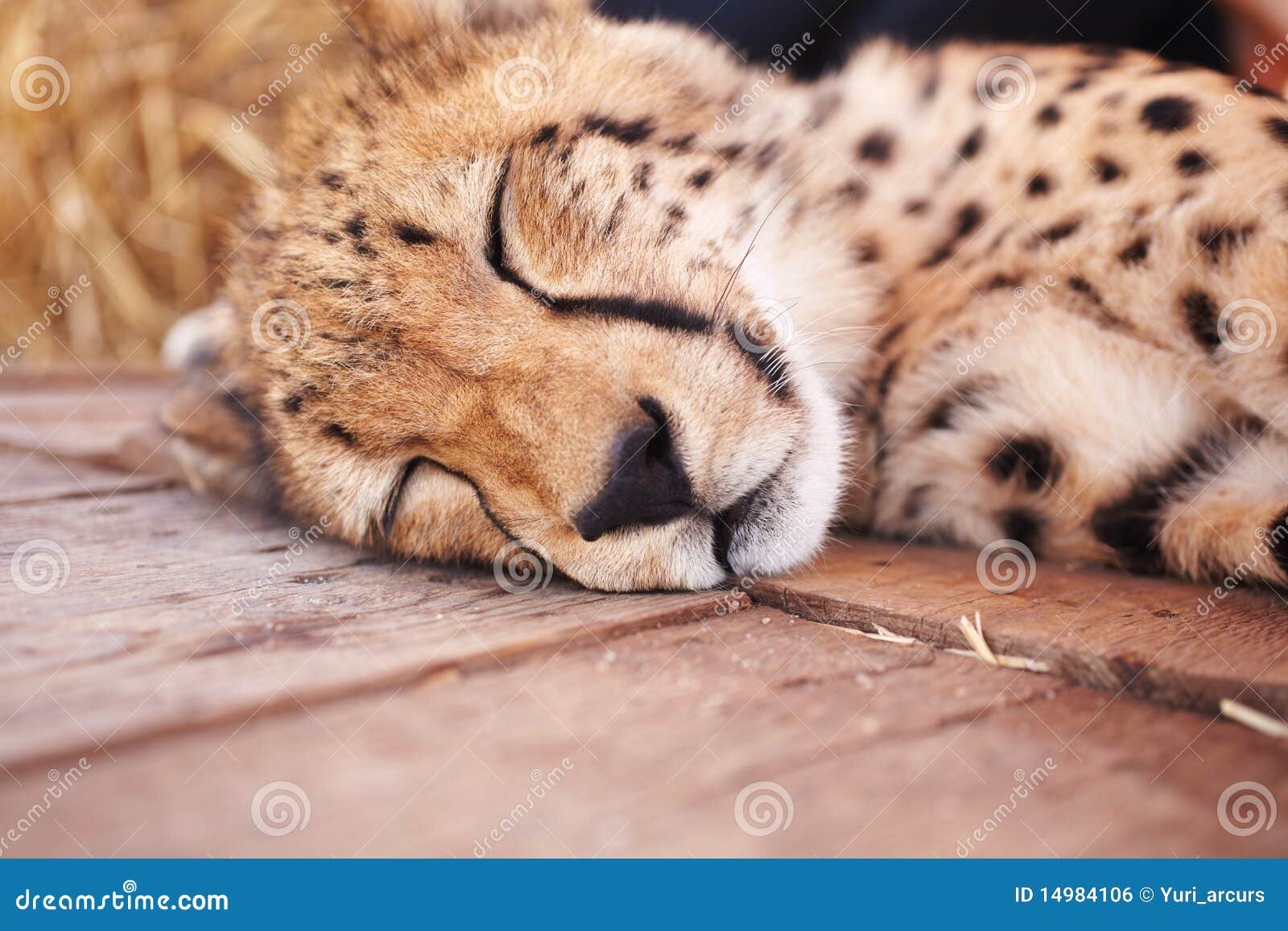 Endangered - Cute Baby Cheetah Sleeping Stock Photo - Image of natural ...